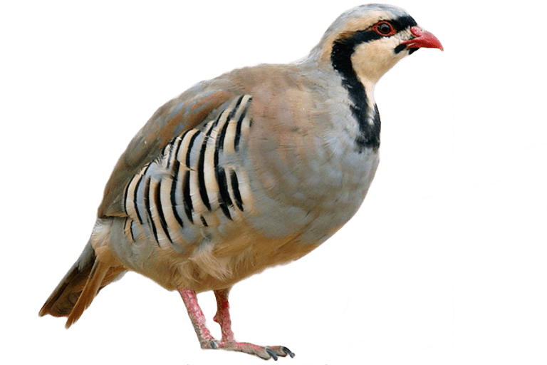 Best Poultry & Game Birds To Raise For Meat In Your Backyard