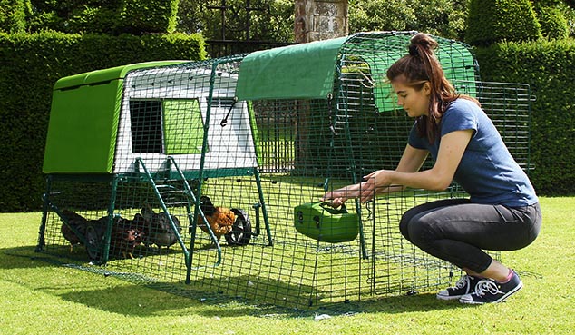 How To Raise Backyard Chickens - A Helpful Guide!
