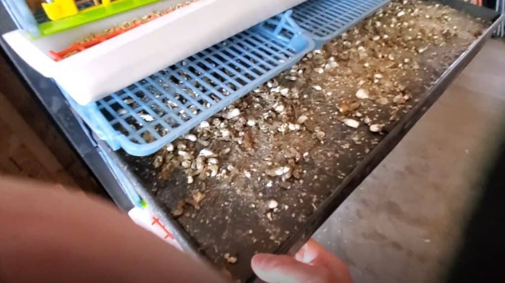 Hatching Time Quail Partridge Cage Review hatching-time-quail-partridge-cage-review