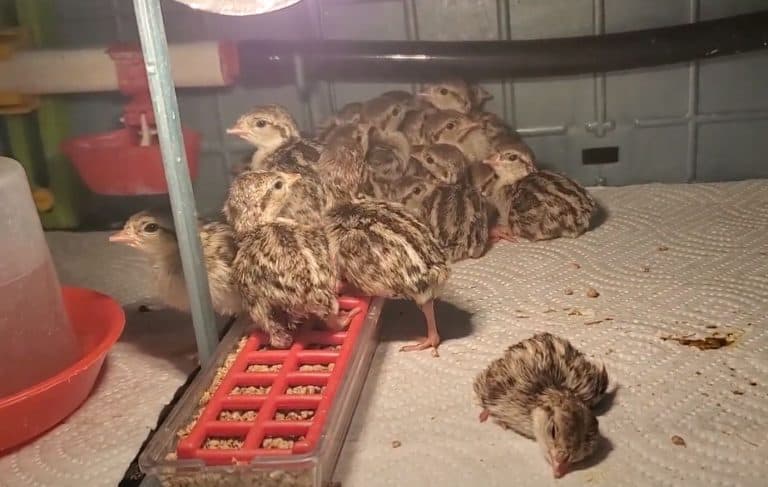 How to Hatch and Brood Chukar Partridge Eggs