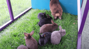 How to Feed Meat Rabbits When You Can't Buy Feed