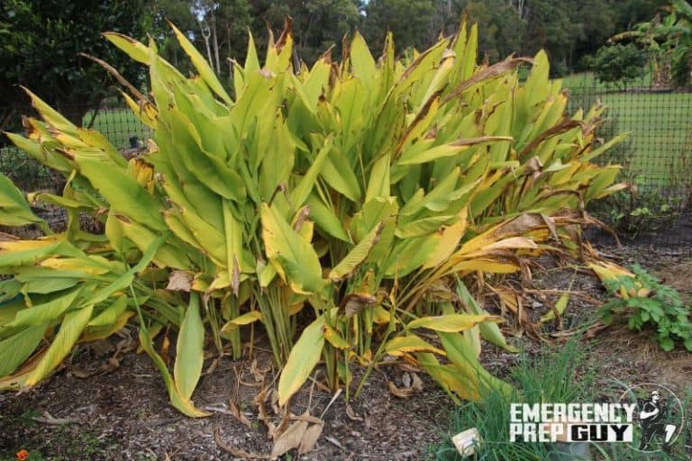 Freeze Drying Turmeric: We Turned 100 lbs Fresh Into Powder