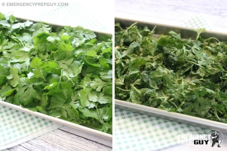 How to Freeze-Dry Herbs (Step-by-Step With Photos)