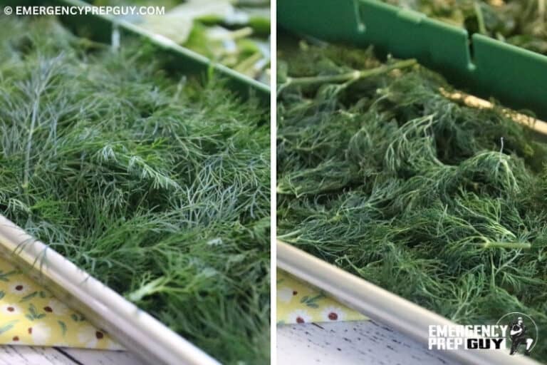 How to Freeze-Dry Herbs (Step-by-Step With Photos)