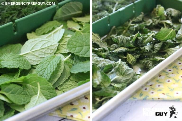 How to Freeze-Dry Herbs (Step-by-Step With Photos)