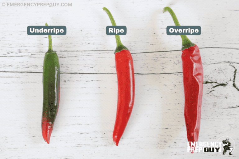 How to Freeze-Dry Chili Peppers for Long-Term Storage